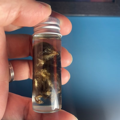 Mixed Mystery Lot Wet Specimens Insect Mammal Bird Aquatic. - Etsy