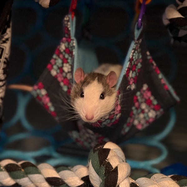 Single Color Nesting Material - Fleece Strips for Bedding Nesting ...