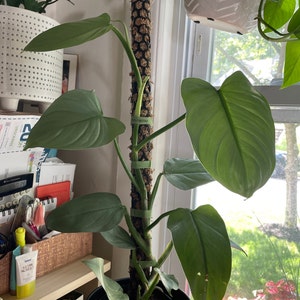 Mini Totem Insert for Orchidbox Mini Greatly Improves | Etsy