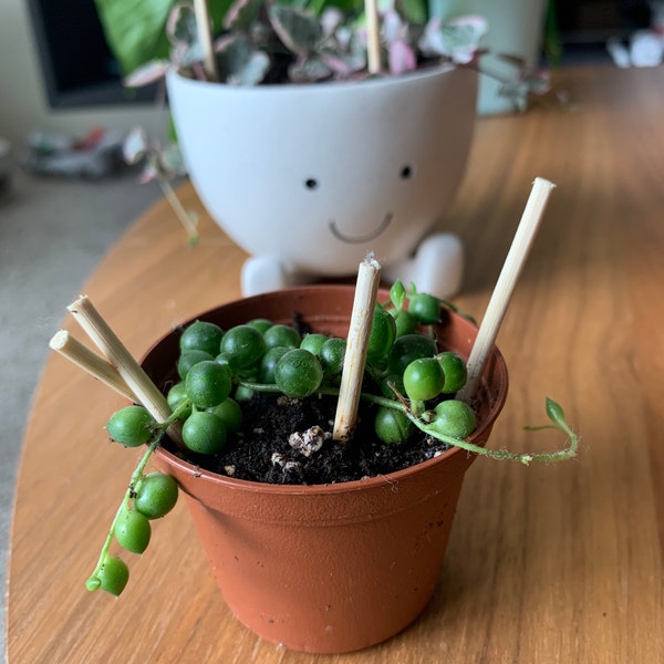 String of Peas, String of Pearls, String of Beads, Senecio Rowleyanus ...