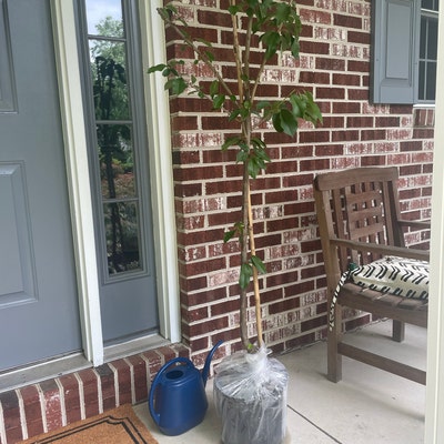 Giant Calla Lily zantedeschia 1 Feet Tall 1 Gallon Poy - Etsy
