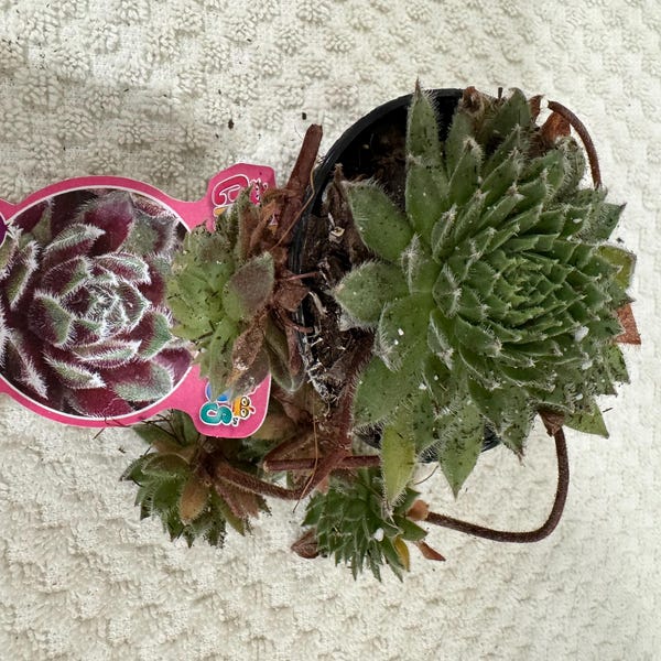 Ajuga Feathered Friends fierce Falcon Plant in 3 1/2 Pot Perennial ...