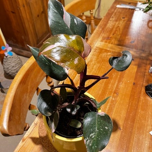 Rose 'fantastic at 60' Happy Birthday Rose Gift Wrapped With Huge Bow ...