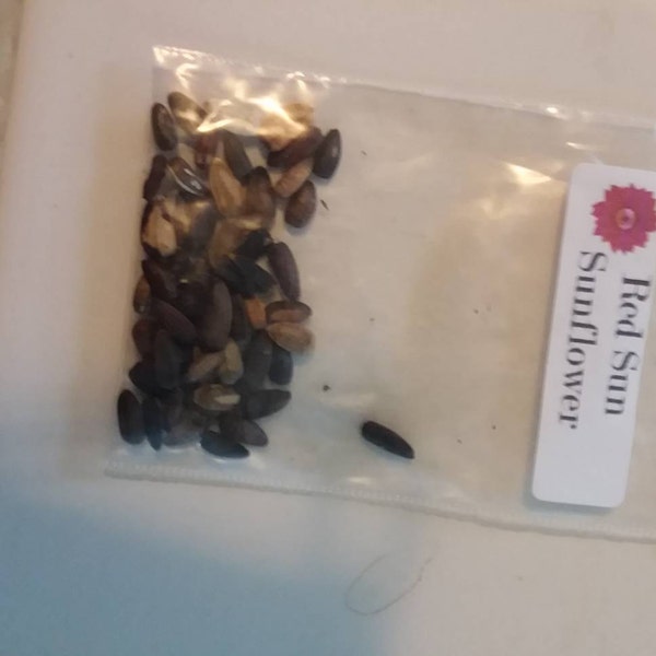 Red Sun Sunflower Seeds, Heirloom, Country Creek Acres - Etsy