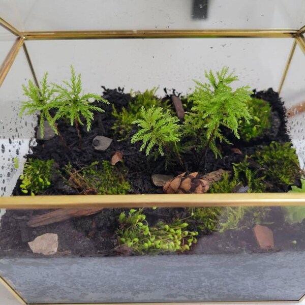 Badge Moss Plagiomnium Insigne Terrarium Glass Jar Vial Mini Forest ...