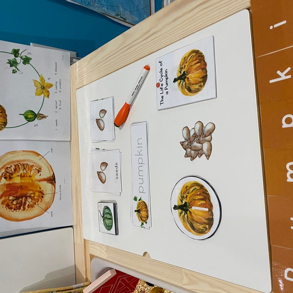 Pumpkin Unit Study, Pumpkin Life Cycle, Fall Montessori Unit, Nature ...