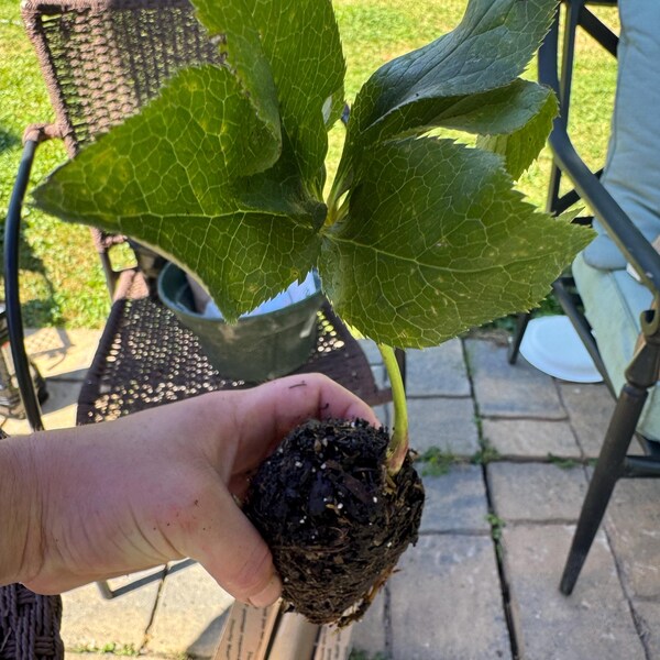 2 Childhood Sweetheart Lenten Roses Rare Flowering Perennial Live Plant ...
