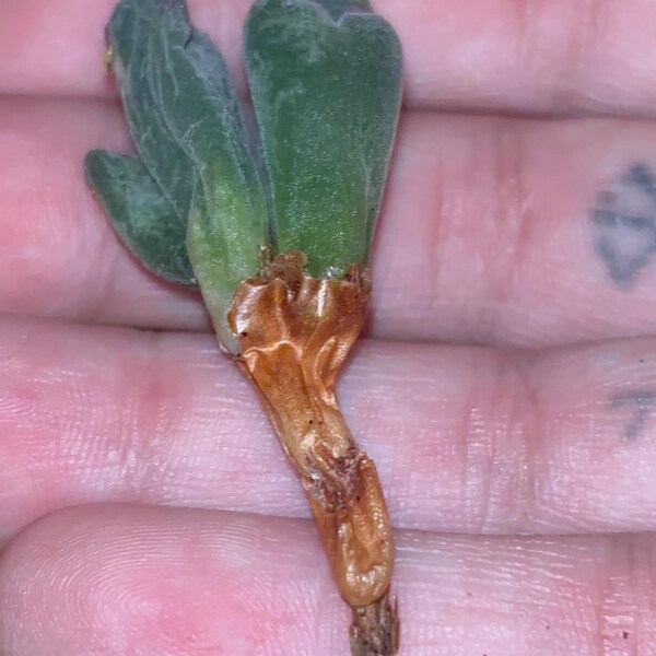 Live Plant Lithops Pseudotruncatella C244/white Plant/0.5 - Etsy