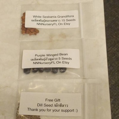 Millingtonia Tree Seed Indian Cork Tree Seed Tree Jasmine - Etsy