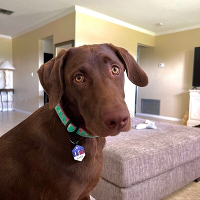 Frog Rogue Class Sticker RPG Sticker Tabletop Gaming - Etsy