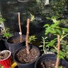5 Heritage Everbearing Red Raspberry Plants (5 Large 1 Year Old Bare ...