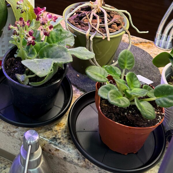 Kei Yoki African Violet Live Plant, Young Pre-finished Starter in a 4 ...