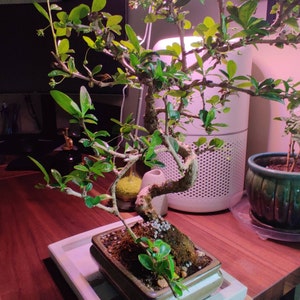 Surinamese Stick Pea Powder Puff Bonsai Tree winter - Etsy
