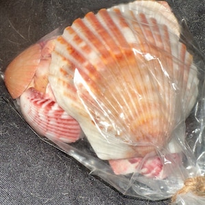 Spiny Jewel Box Sea Shells, Jewel Box Shells, Sanibel Sea Shells ...