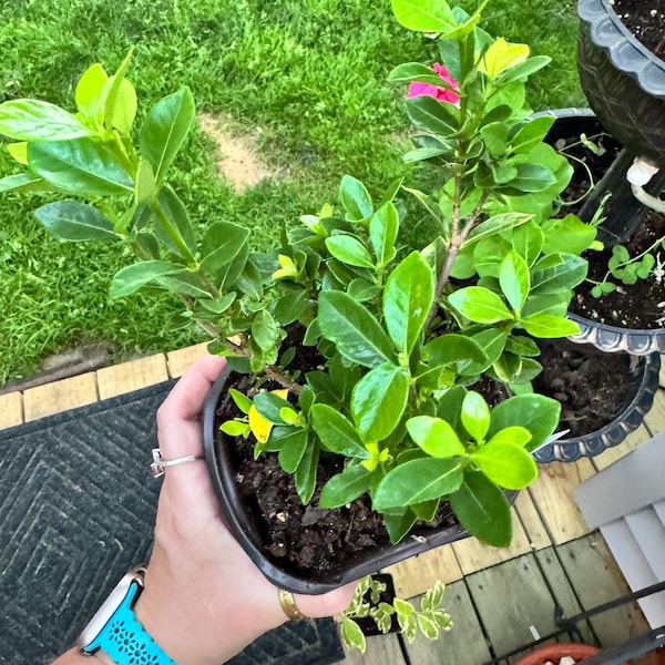 Hosta TRUE Chartreuse With White/cream Edges 'american Dream' in 4.5x5 ...