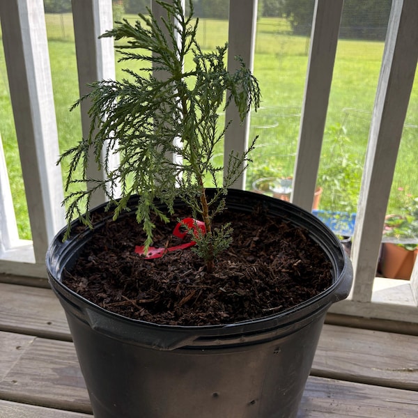 Port Orford Cedar Lawson Cypress Live Tree 1 Gallon 20-26" Tall ...