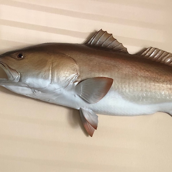 Redfish Half-side Fish Mount Available in 27'' - Etsy