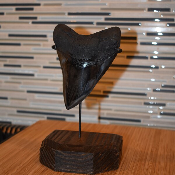 Custom Wood Base Megalodon Inverted Metal Shark Tooth Stand—great ...