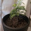 Leucaena Leucocephala, Miracle Tree, River Tamarind Tree, Guaje Seeds ...