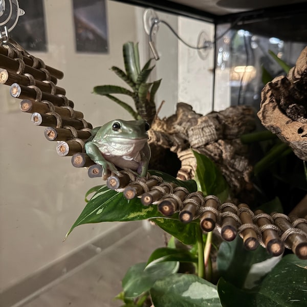 Bamboo Bridge - 2.5" Width - (perfect for Young Crested Geckos, Tree ...