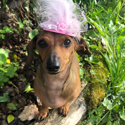 Star Spangled Girl Dog Harness Dress Xxsmall to 4xlarge Dog - Etsy