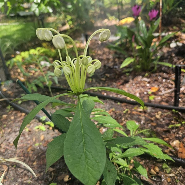 FIREBUSH Firefly Dwarf Scarlet Red Shrub Live Plant Orange Yellow ...