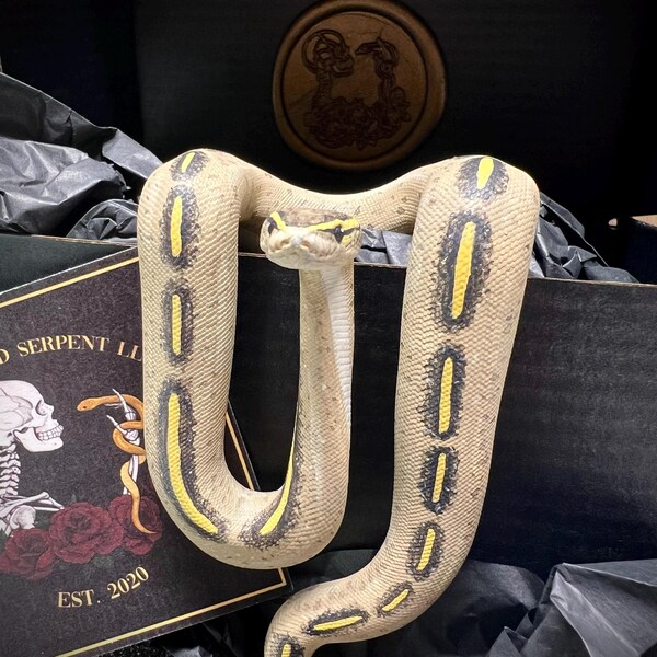 Milk & Honey Pot Pal Snake | Original Creator EST. 2020 | Handmade ...