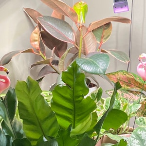 Ficus Decora RUBY Ficus Elastica Rubber Plant Live House - Etsy