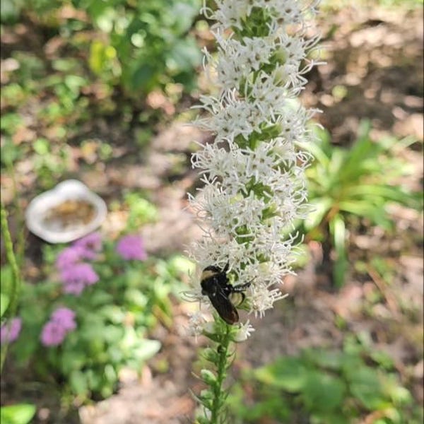 Shiny Blueberry | 25 Seeds | Vaccinium Myrsinites | Organic & Non-gmo ...