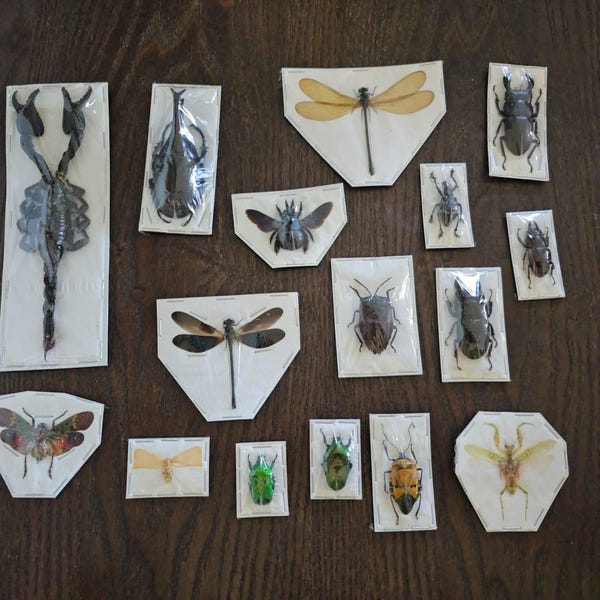 Assorted Bugs Insects Specimen Wholesale Mix Lot Bulk - Etsy