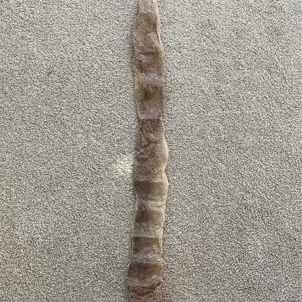 Snake Skin Shed Boa Constrictor - Etsy