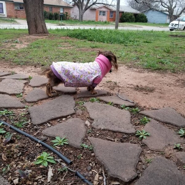 Beaded Fish Earrings, Sockeye Salmon Earrings, Rainbow Trout Earrings ...