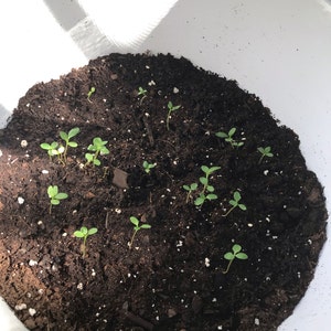 Duborskian Rice Seeds Packet of 30 Seeds Palm Beach Seed | Etsy