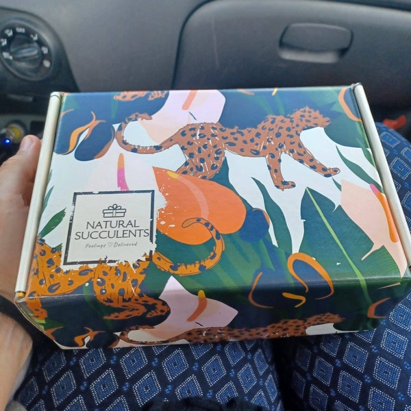 I Succ I'm Sorry Succulent - Apology Gift Box - Sunshine Gift - Regrets ...