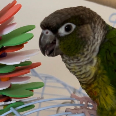 Macaw Ladder, Large Bird Toy - Etsy