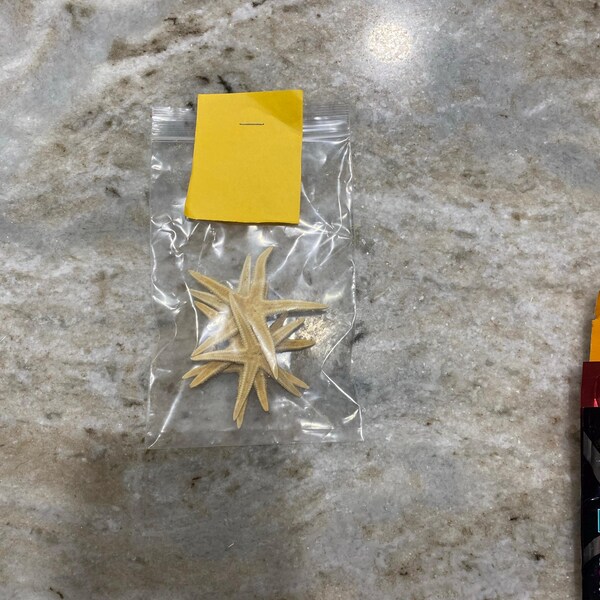 Medium Hebrew Cone Seashells Conus Ebraeus (5 Shells Approx. 1+ Inches ...