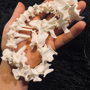 25 Pcs Fox Bone Vertebrae. A Complete String of Fox Spines. - Etsy