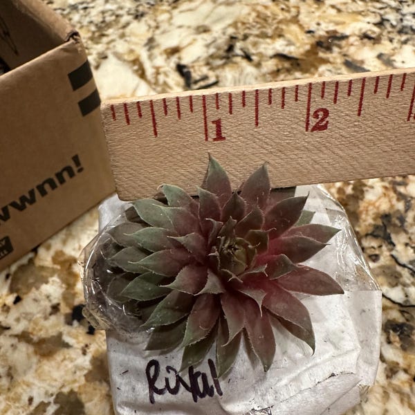 Royal Ruby Hen and Chicks - Sempervivum - Etsy