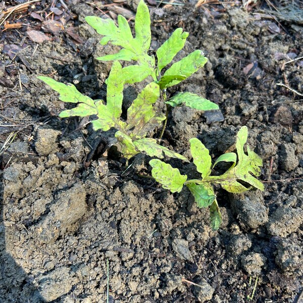 Carex Lurida Shallow Sedge Bareroot Wetland Restoration Live Plant ...