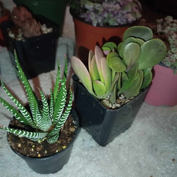 Weeping Jade, Trailing Jade, Variegated Succulent, Home Decor Plant ...