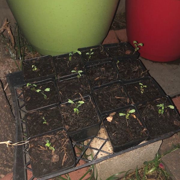 25 Dalbergia Melanoxylon Seeds, African Blackwood Seeds , Grenadilla ...