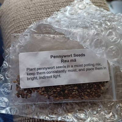 Pennywort Seeds, Gotu Kola , Centella Asiatica, Rau Ma Seeds, Asian ...