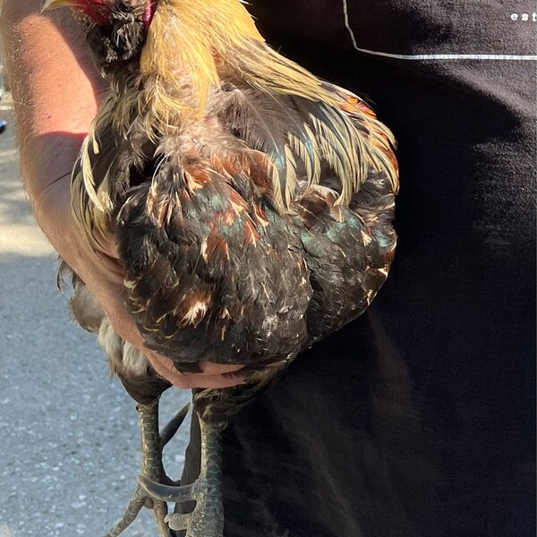 Kauai Slippas Editon: Aloha Editions Flip-flops - Etsy