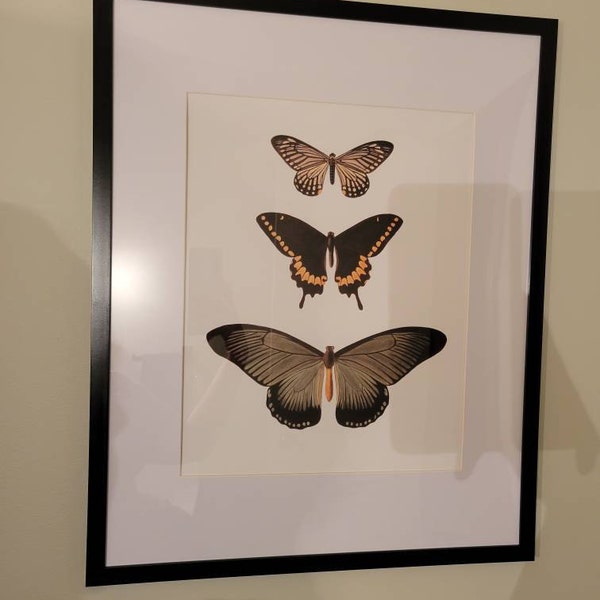 Monarch Butterfly Print | Monarch Print | Butterfly Art Print | Dorm ...