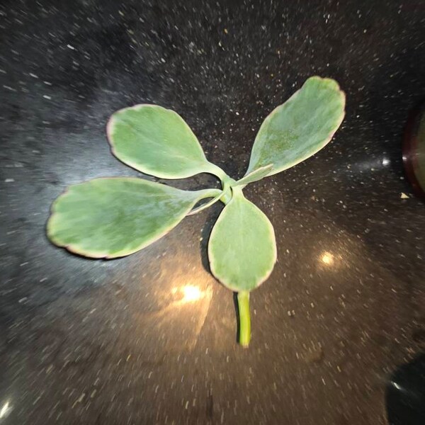 Philodendron White Princess 2 Starter Plant ALL STARTER PLANTS Require ...