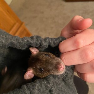 Ratoob, Dark Gray - Etsy