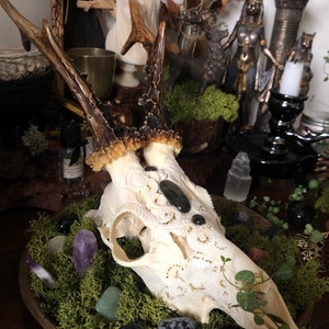 Made to Order Roe Deer Skull Engraved Art Huge Impressive Rose | Etsy