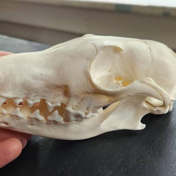 Real Arctic Fox Skull (vulpes Lagopus), Professionally Cleaned ...