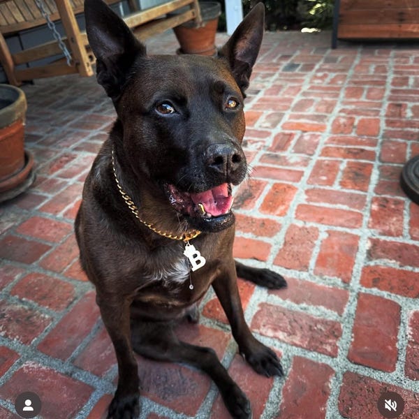 Custom Dog Chain Collar, Cuban Link Dog Chain,jewellry for Dog,dog ...