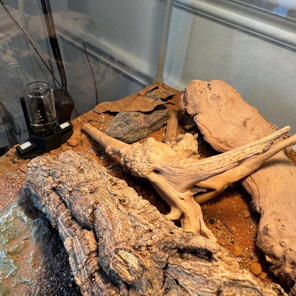 The Original Jumping Spider Water Station Hanging Magnetic Wicking ...